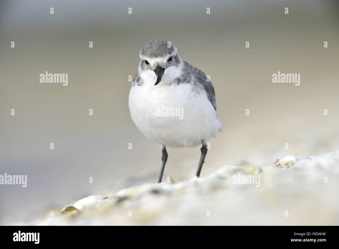 Wrybill - Anarhynchus frontalis Stock Photo - Alamy