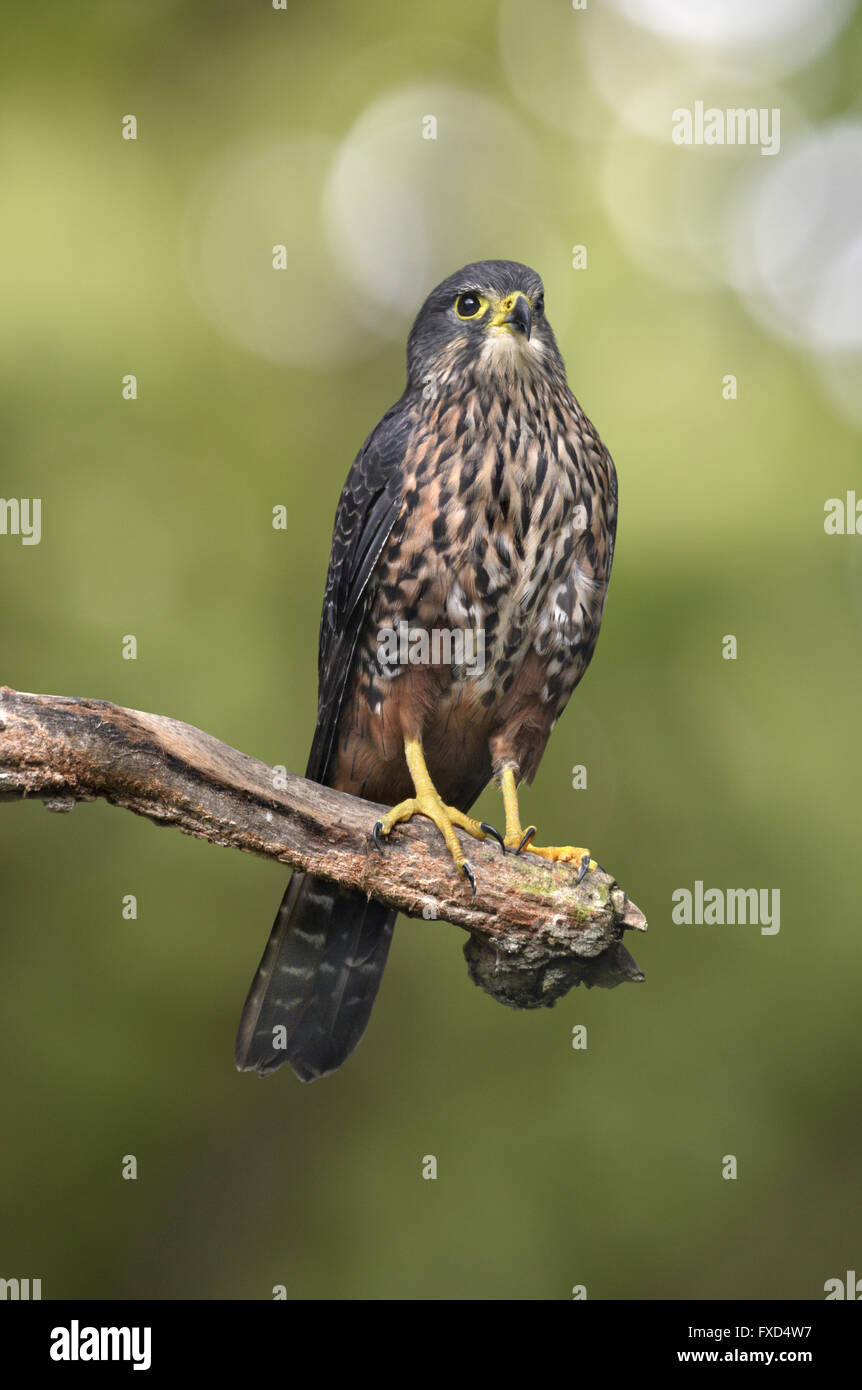New Zealand Falcon - Falco novaeseelandiae Stock Photo - Alamy