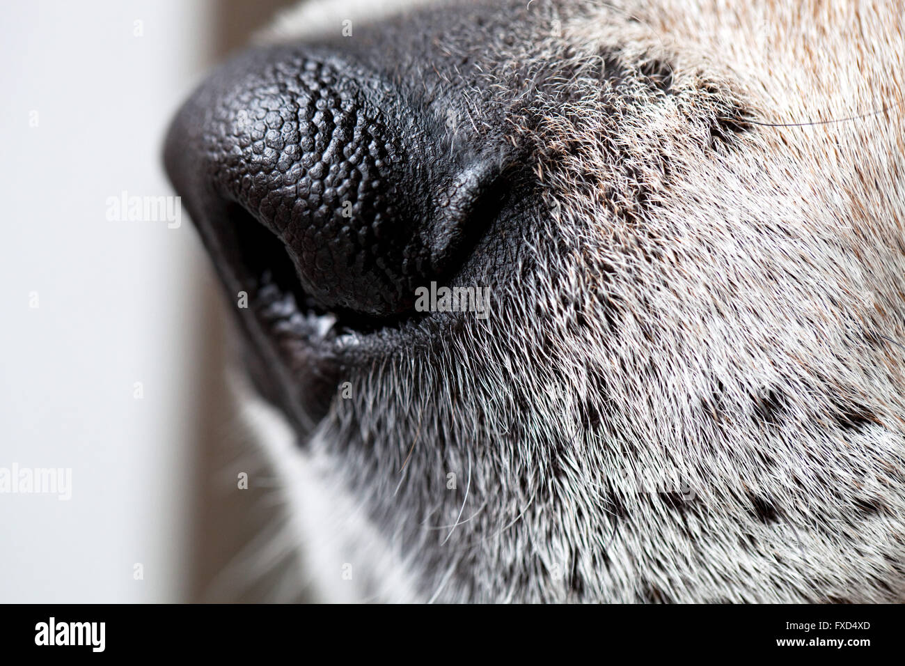 Beagle Dog Nose Macro Stock Photo - Alamy