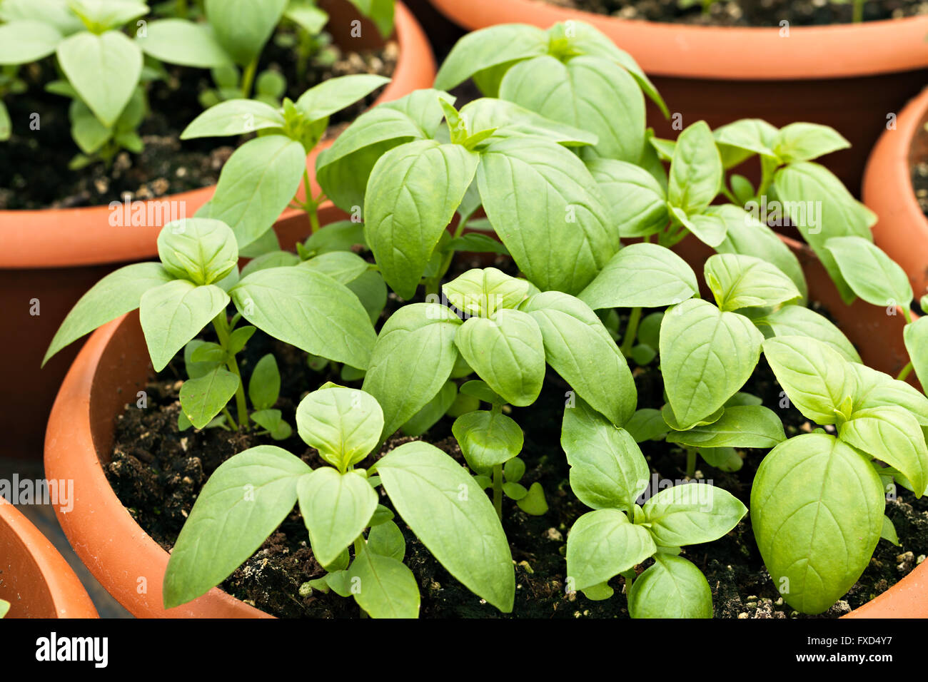 Potted Basil Plants Stock Photo - Alamy