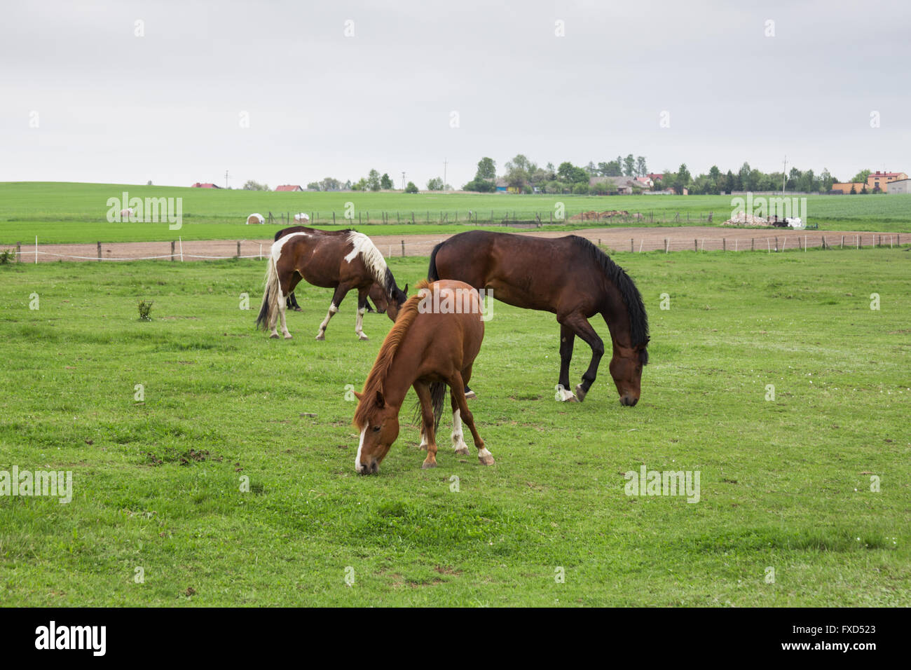 Horses in the field Stock Photo - Alamy