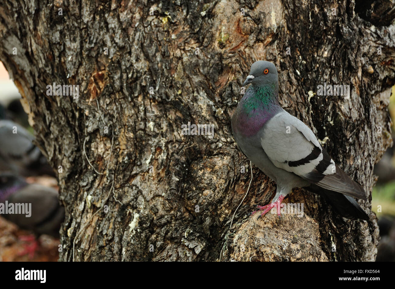 Pigeon Resting on a Tree Stock Photo - Alamy