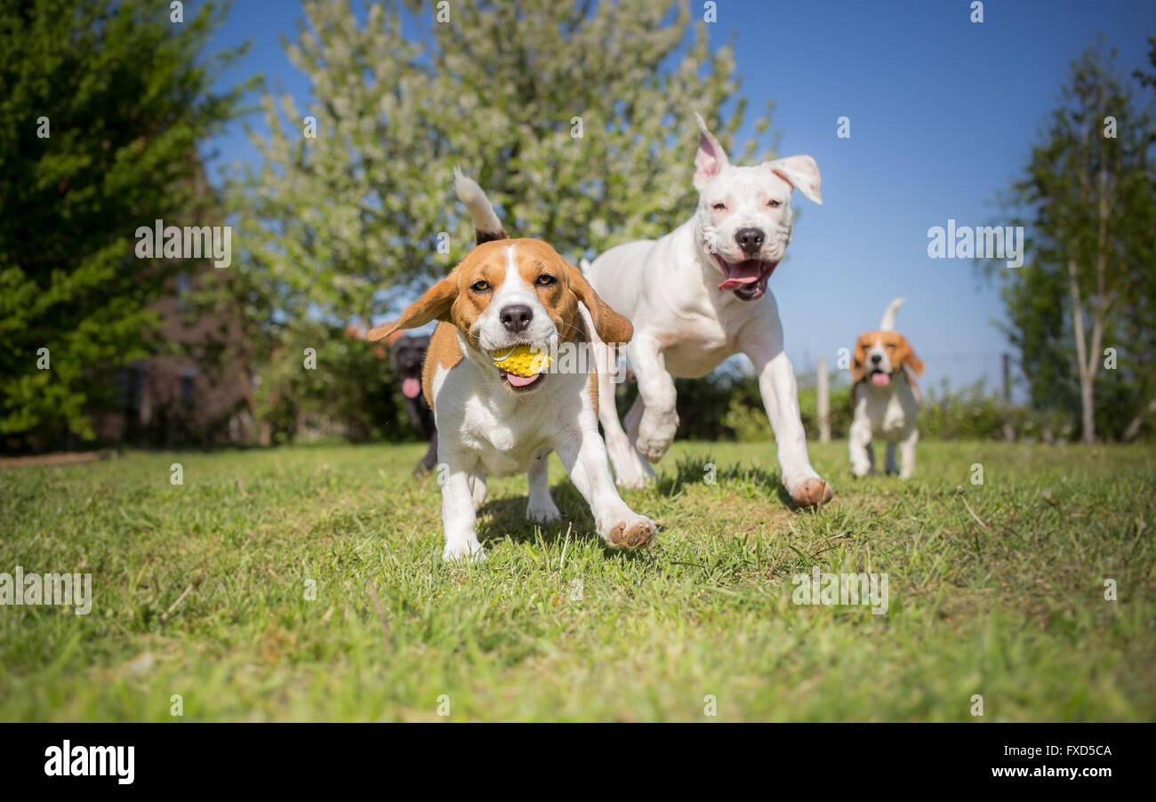 Group of dogs running over the lawn Stock Photo - Alamy
