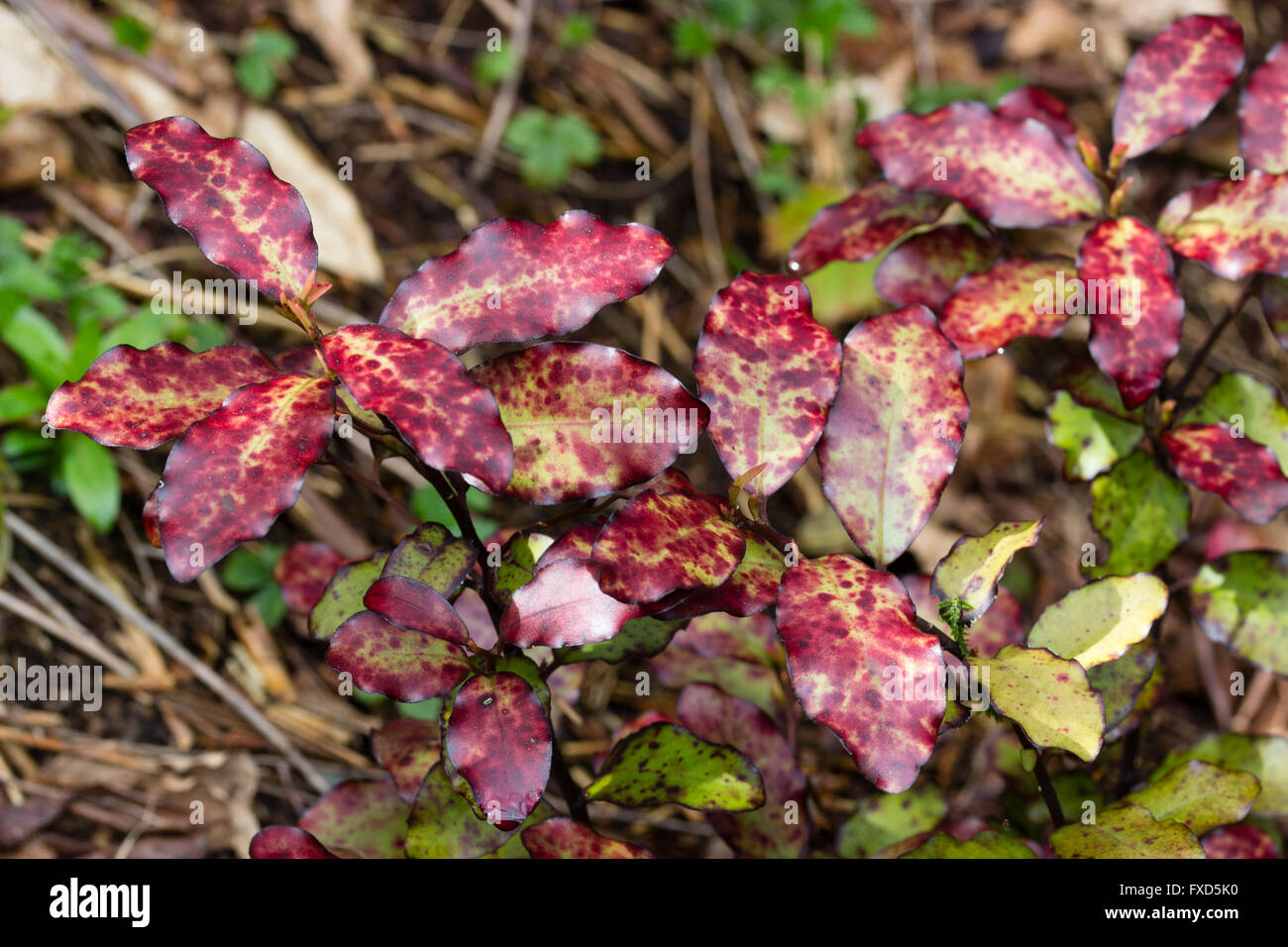 Leopard plant hi-res stock photography and images - Alamy
