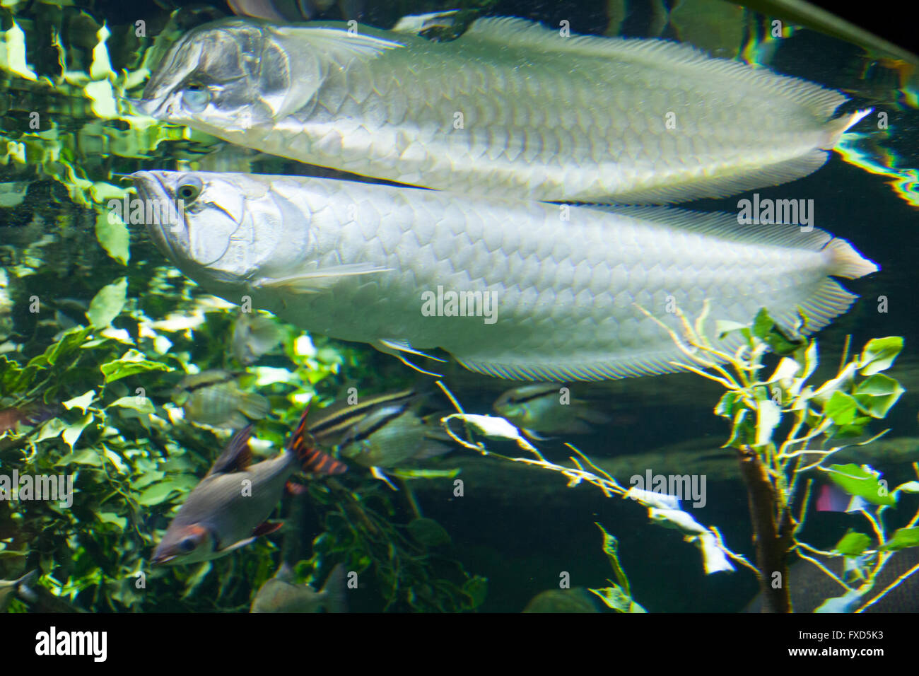 Imágenes De Arowana Beautiful Freshwater Fish Myanmar Arowana On