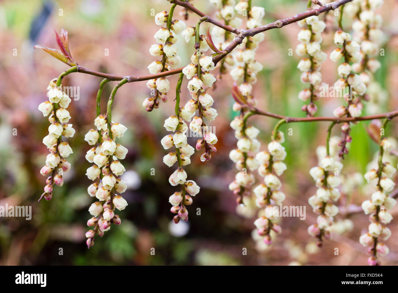 Dangling racemes of the deciduous spring flowering shrub, Stachyurus ...