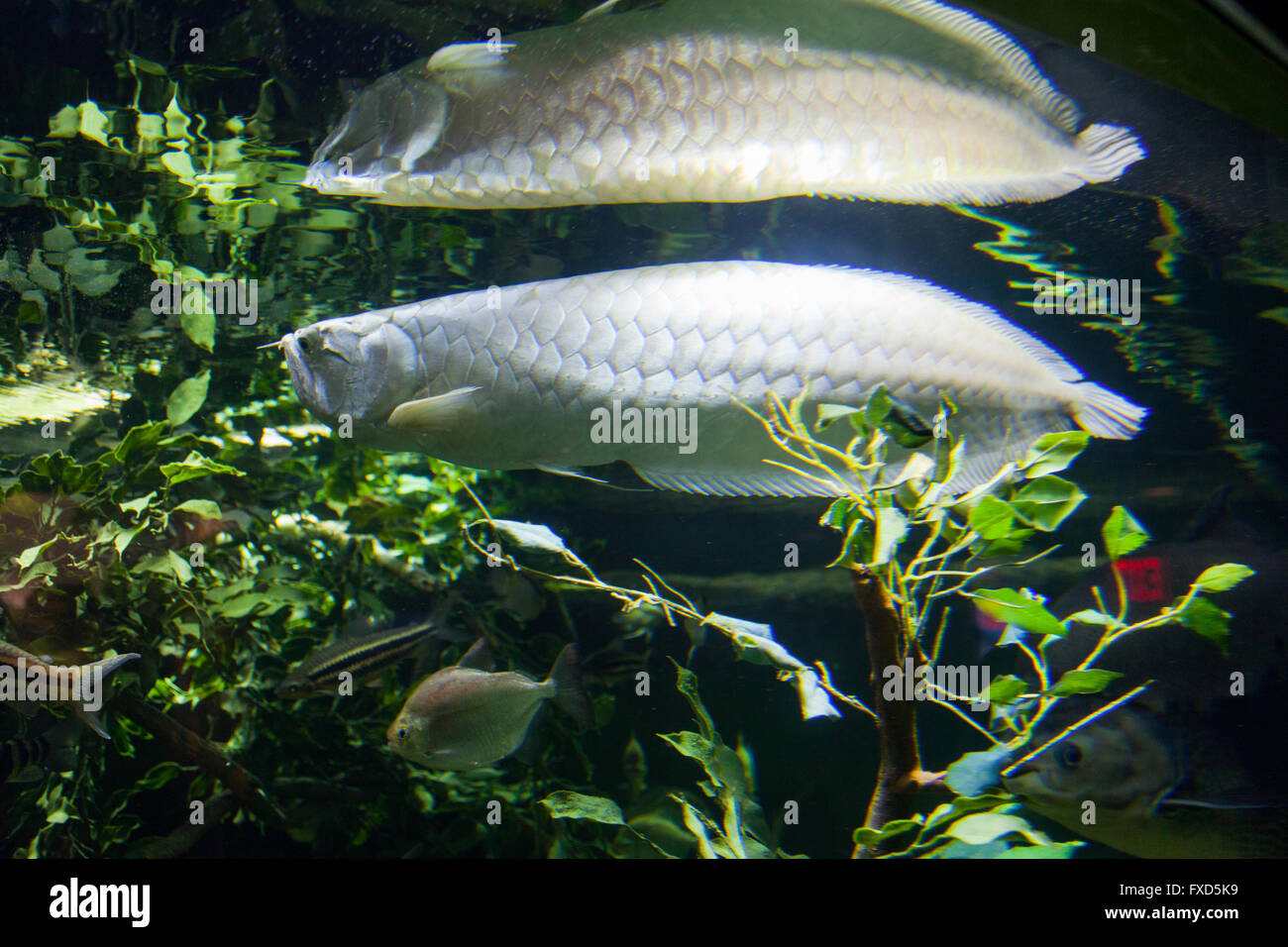 New fish aquarium hi-res stock photography and images - Alamy