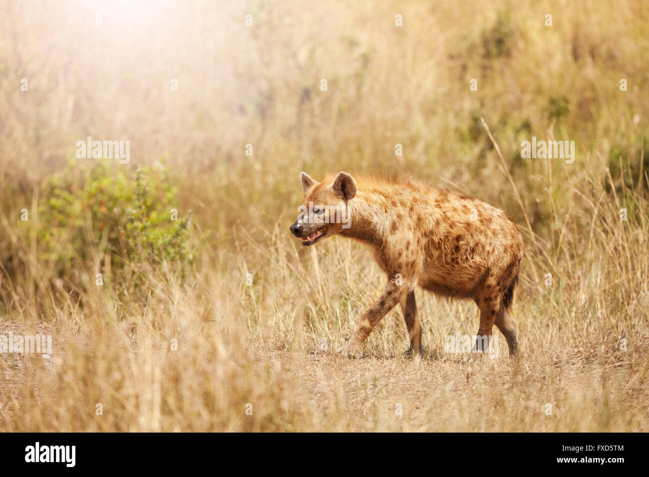 Side portrait of spotted hyena in the grass Stock Photo - Alamy