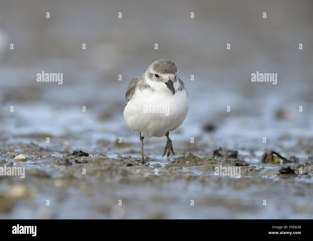 Wrybill - Anarhynchus frontalis Stock Photo - Alamy