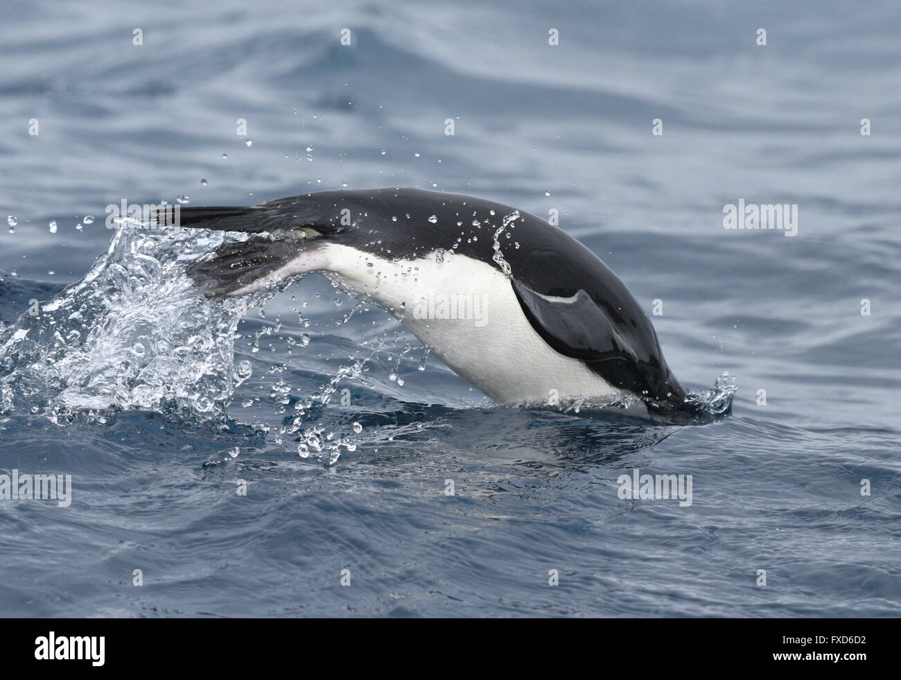 Erect-crested Penguin - Eudyptes sclateri Stock Photo - Alamy