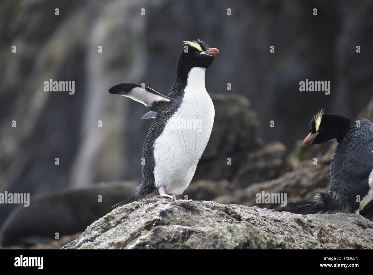 Erect-crested Penguin - Eudyptes sclateri Stock Photo - Alamy