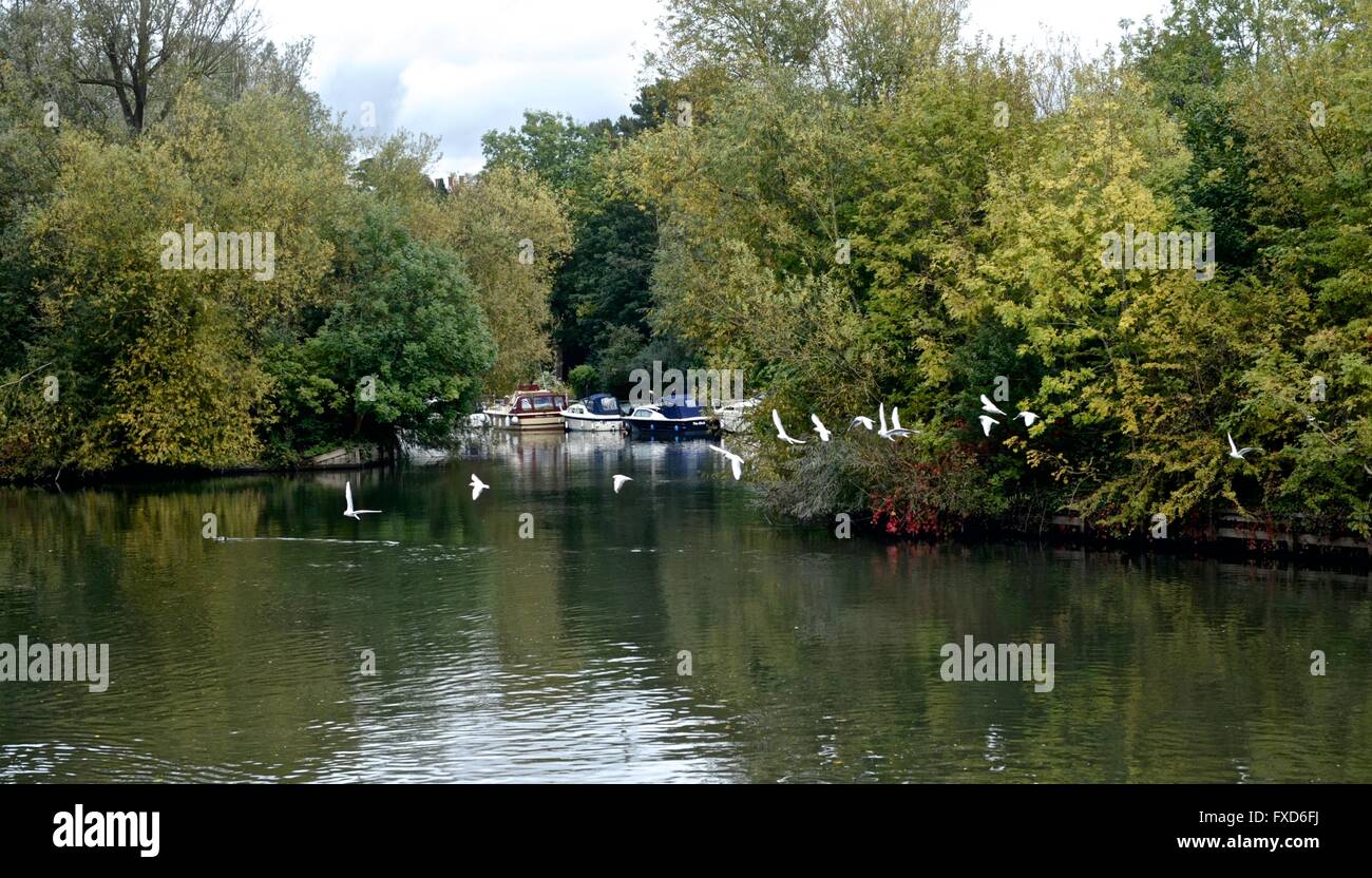 River Thames near Marlow Stock Photo - Alamy