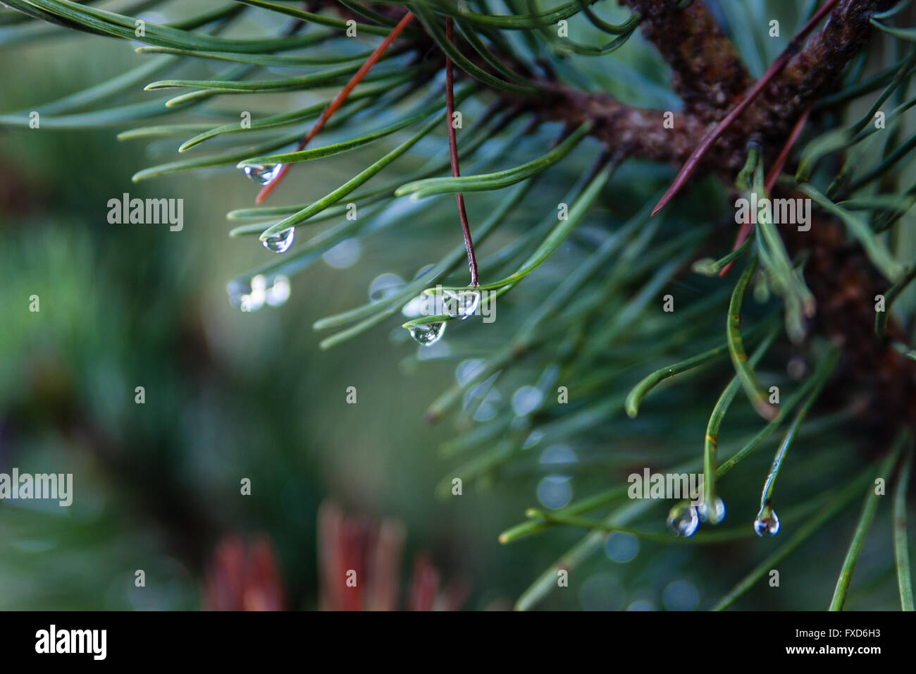 Water drop on pine needles Stock Photo - Alamy