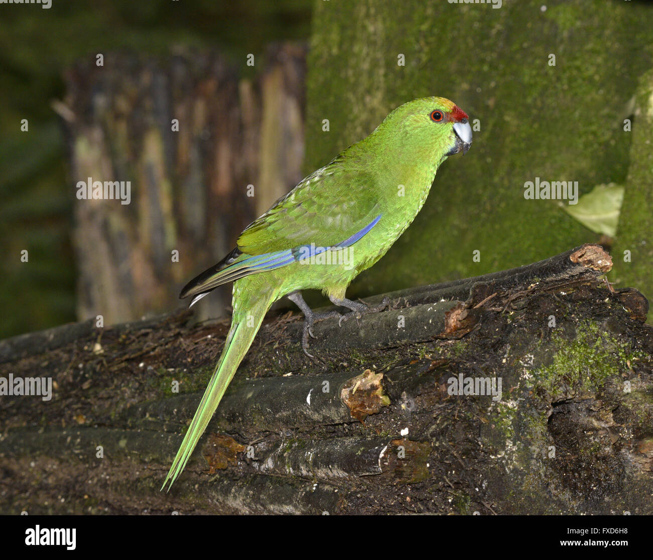 Yellow-crowned Parakeet - Cyanoramphus auriceps Stock Photo - Alamy