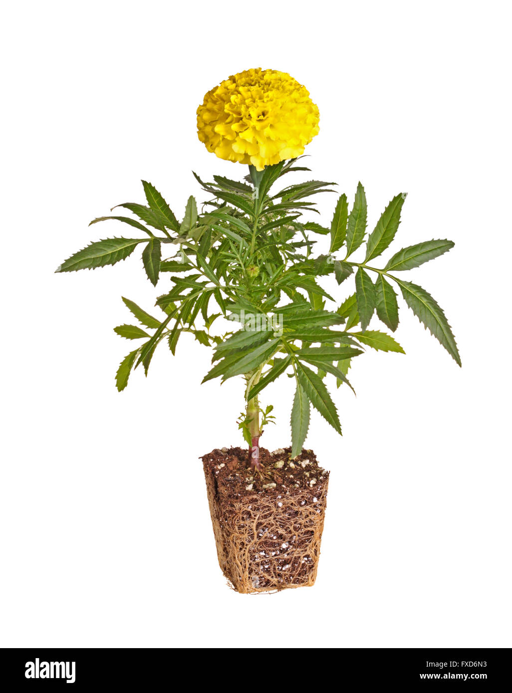 Single yellow-flowered marigold seedling showing rootball ready for ...