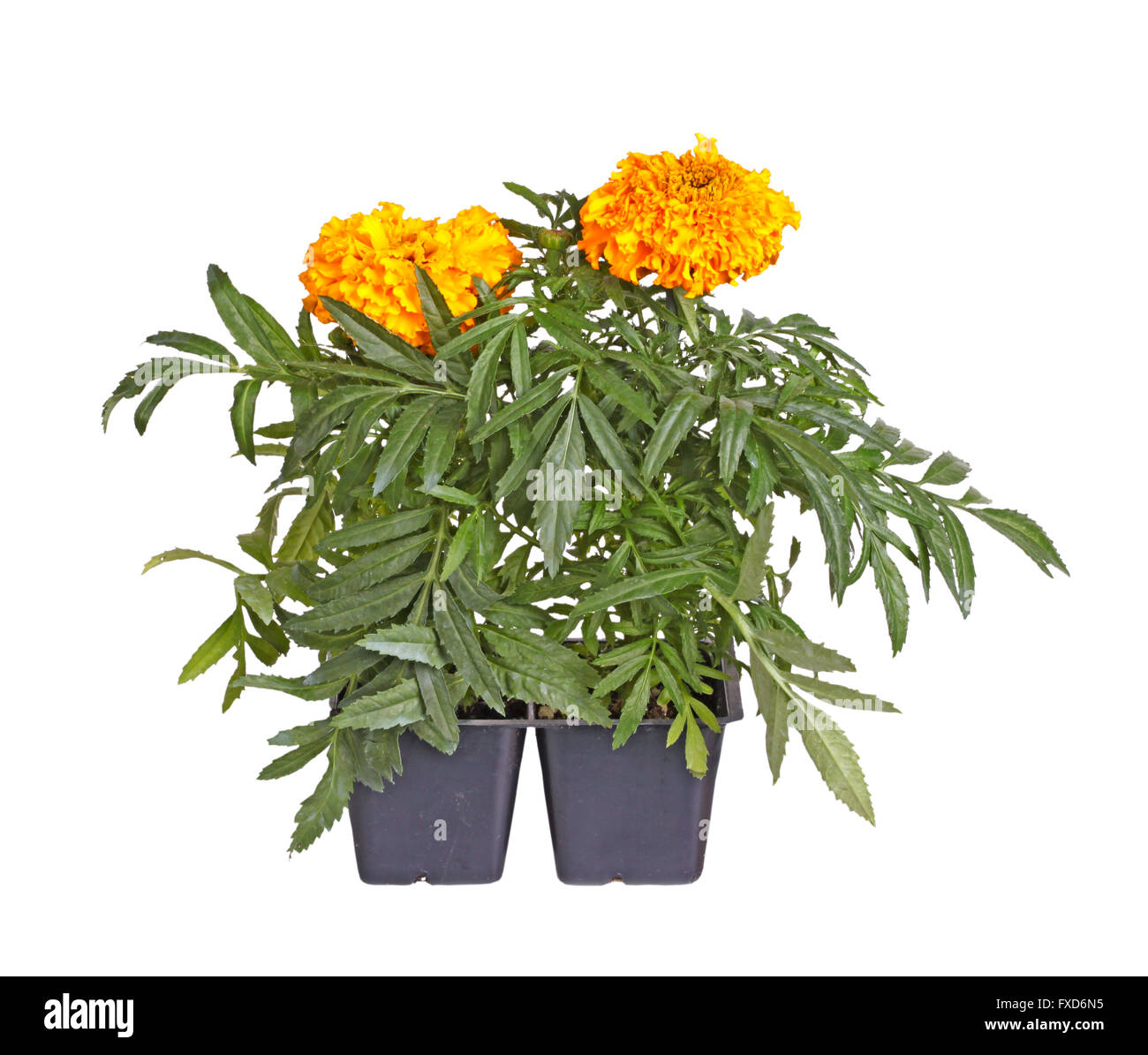 Marigold seedlings hi-res stock photography and images - Alamy