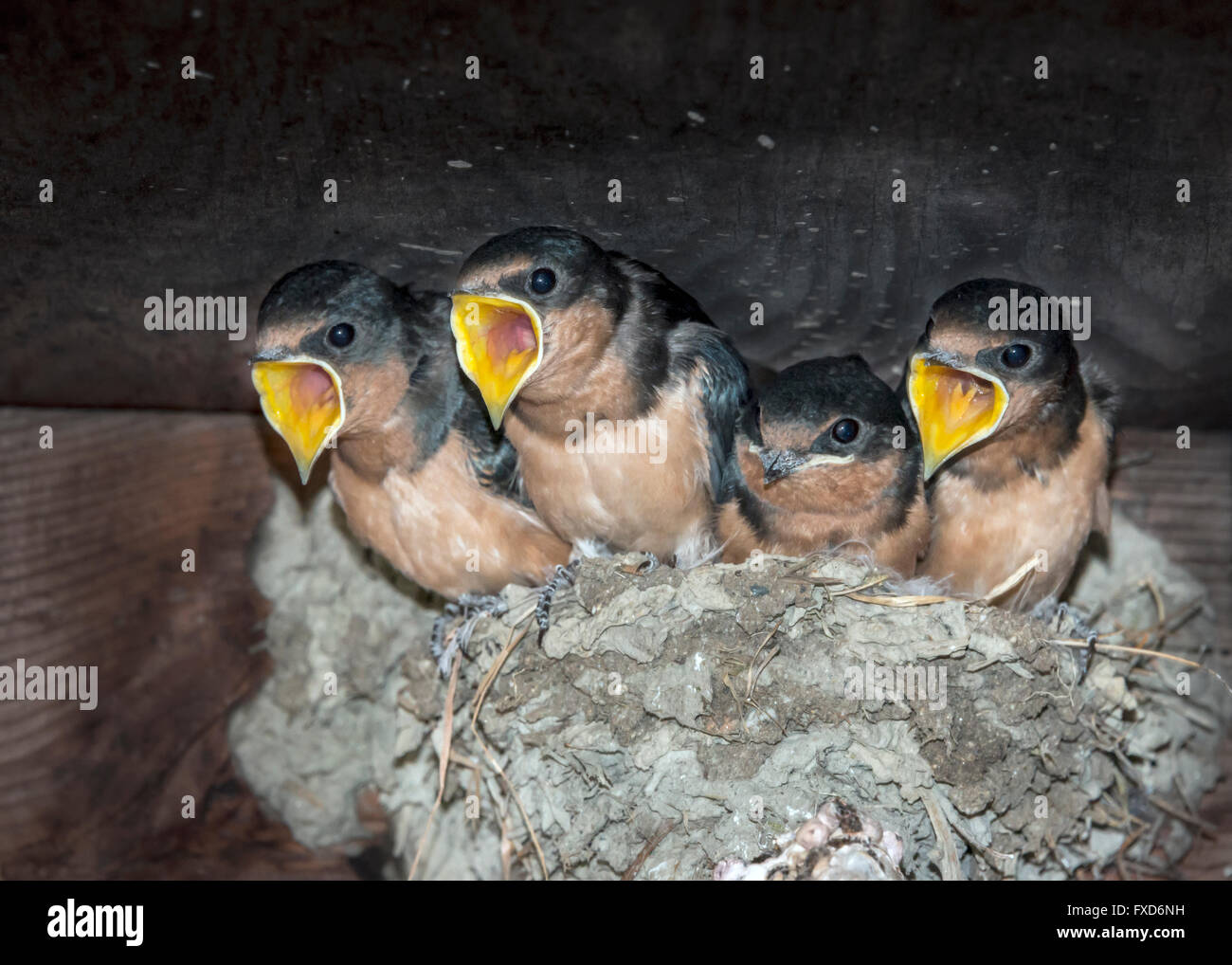 Baby barn swallows begging for food, Vancouver, British Columbia Stock ...