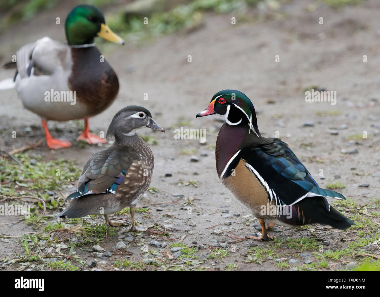 Male and female wood ducks with a mallard drake, Reifel Bird Sanctuary ...
