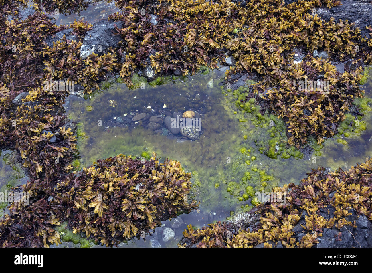 Rock weed and tide pool, Terrace Beach, Ucluelet, British Columbia ...