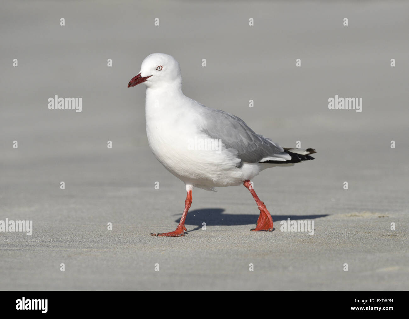 Red billed seagulls hi-res stock photography and images - Alamy