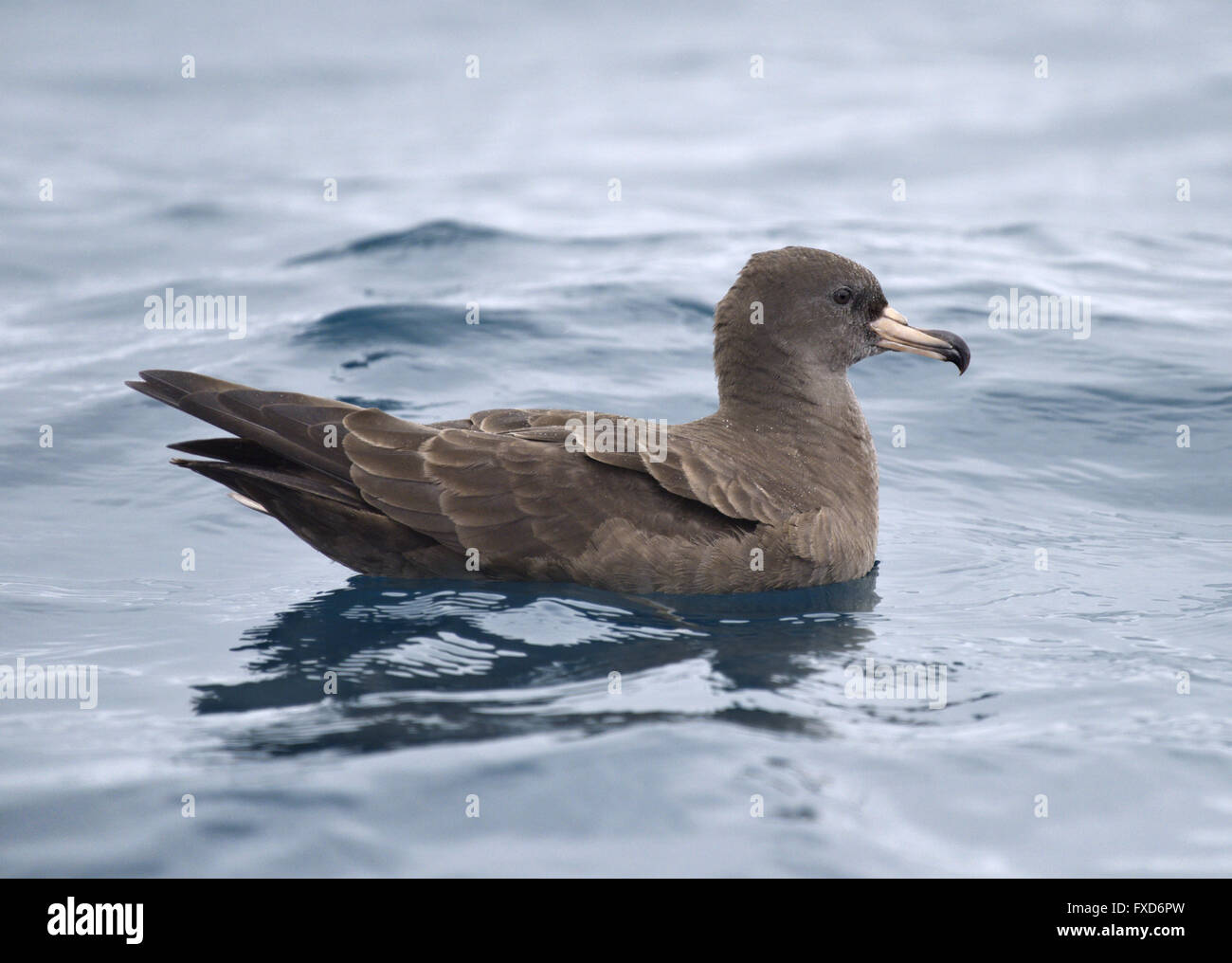 Flesh-footed Shearwater - Puffinus carneipes Stock Photo - Alamy