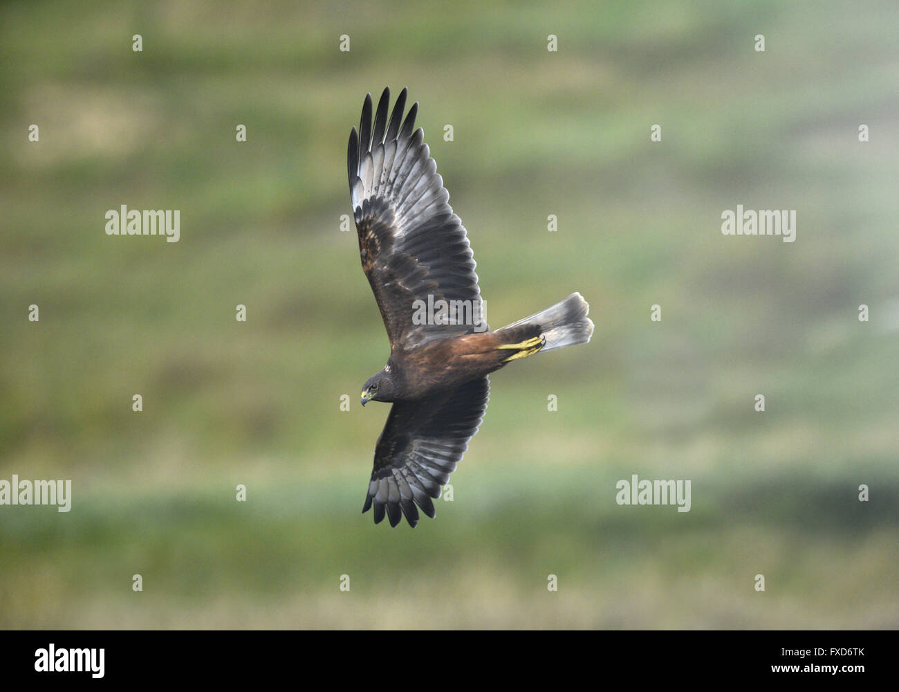 Swamp Harrier - Circus approximans Stock Photo - Alamy