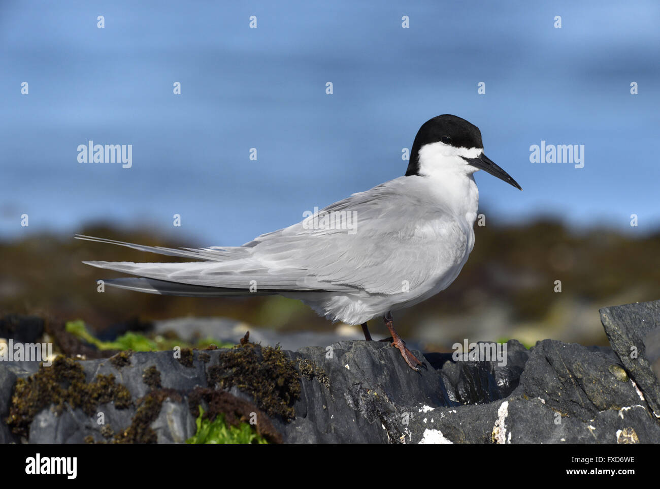 Sterna Striata High Resolution Stock Photography and Images - Alamy