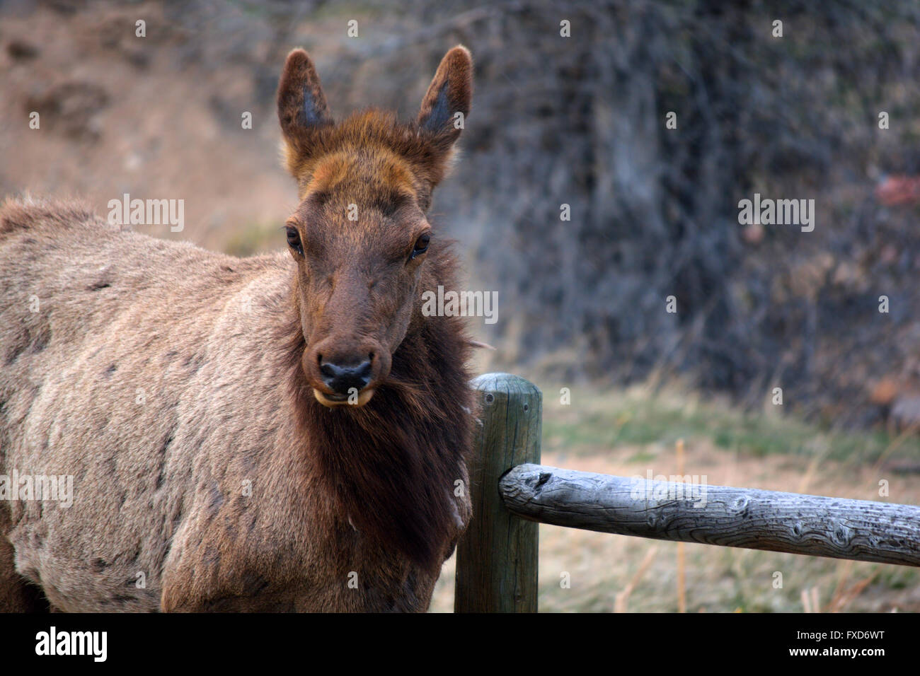 Brown Elk Chewing by a Wooden Fence Stock Photo - Alamy
