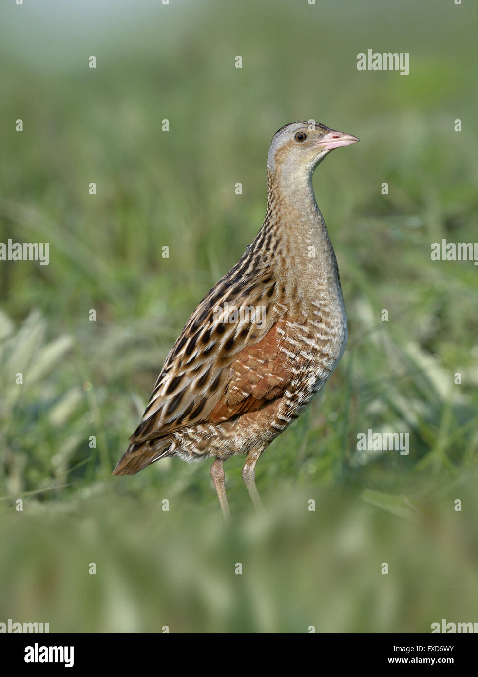 Crake hi-res stock photography and images - Alamy