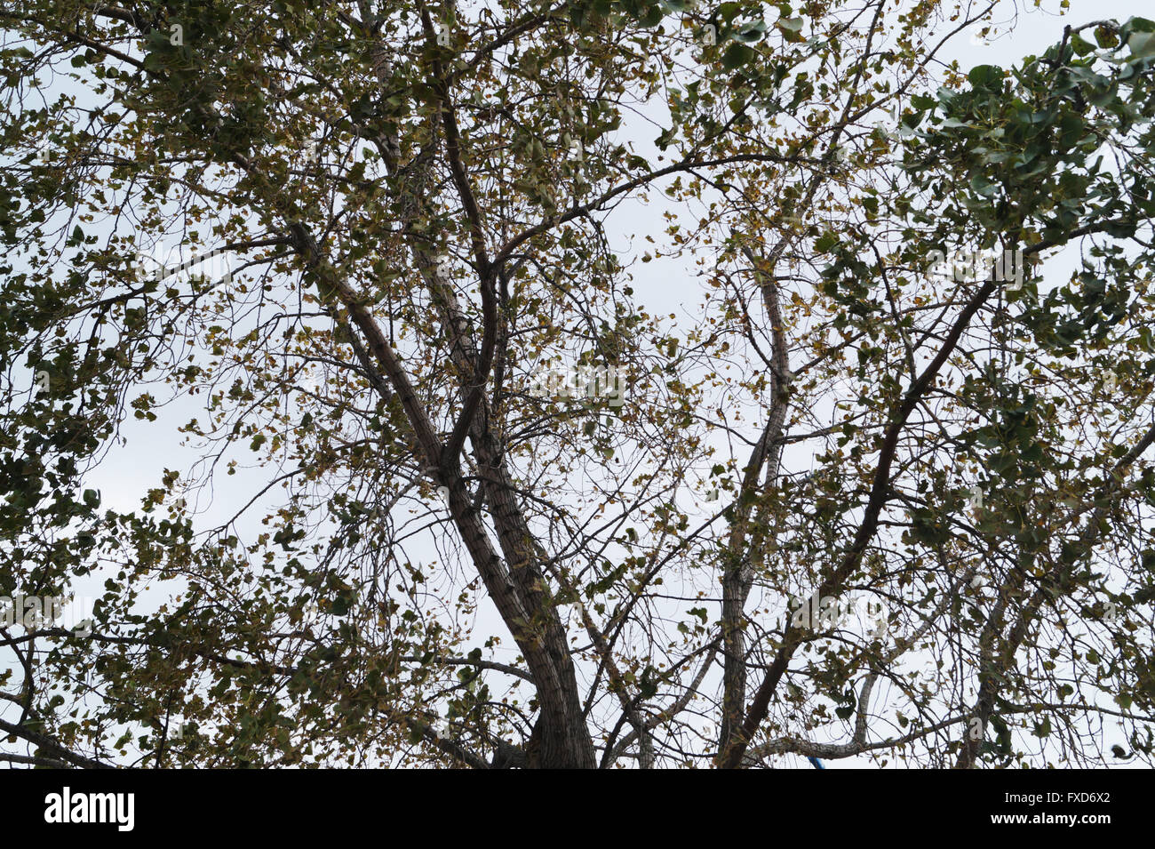 A tree in Plumb Beach Stock Photo - Alamy