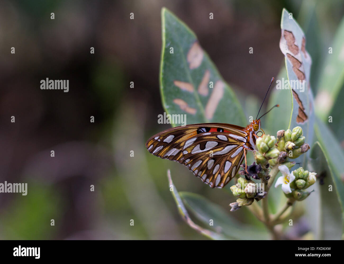 Beautiful orange butterfly over a flower in a nature reserve in Cabo ...