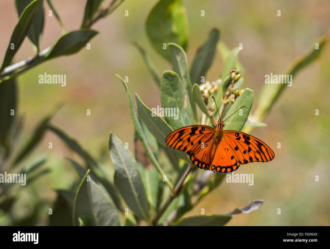 Beautiful orange butterfly over a flower in a nature reserve in Cabo ...