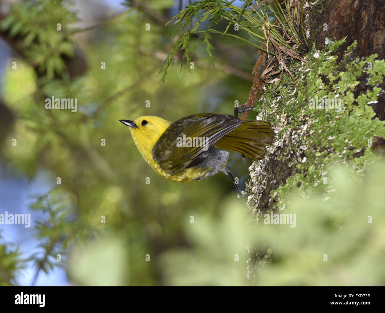 Yellowhead - Mohoua ochrocephala Stock Photo - Alamy