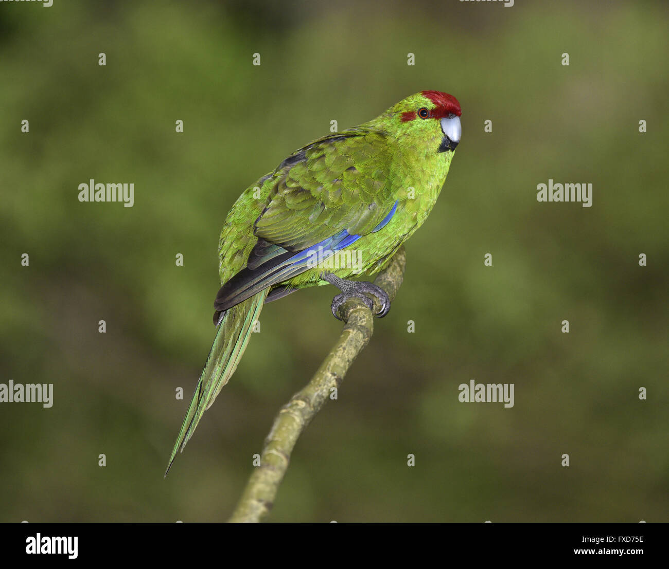 Red Crowned Parakeet High Resolution Stock Photography and Images - Alamy