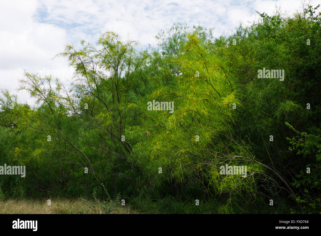 Retama trees blossoming at the edge of the forest in Resaca de La Palma ...