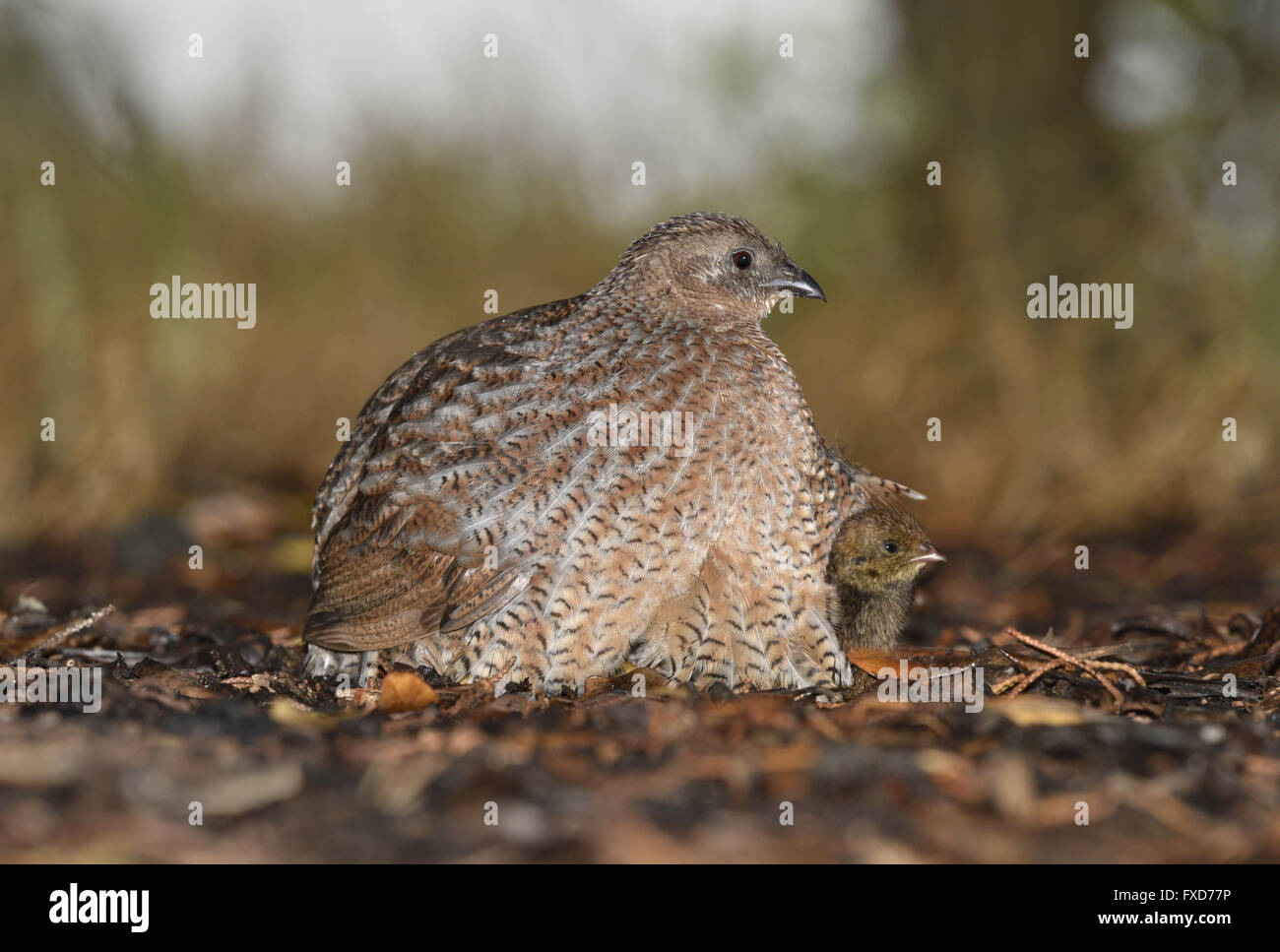 Tasmanian quail hi-res stock photography and images - Alamy