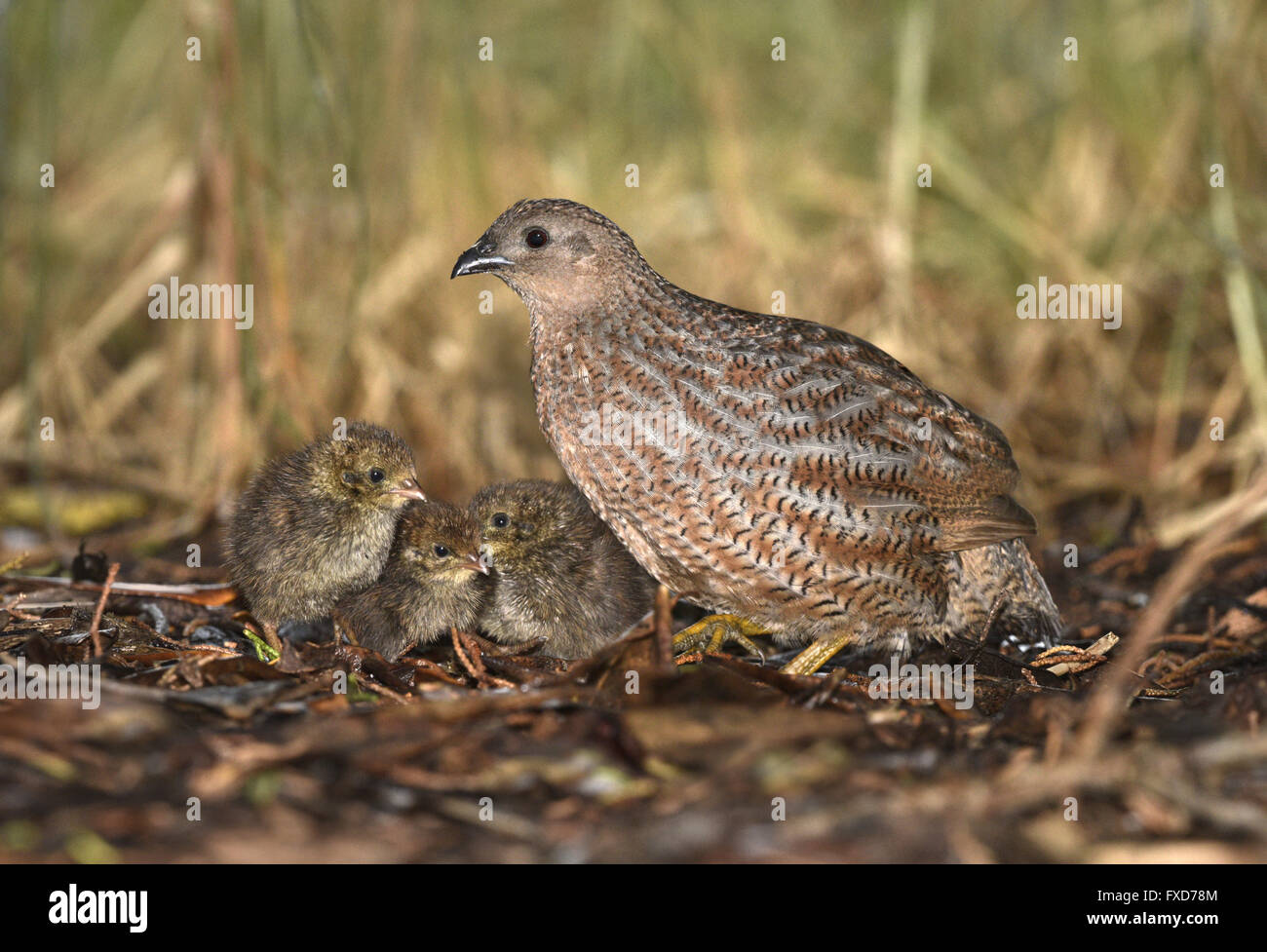 Brown Quail - Synoicus ypsilophorus Stock Photo - Alamy