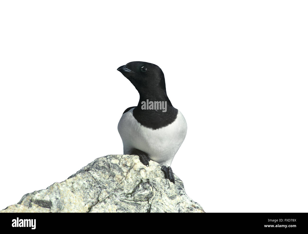 Little Auk - Alle alle Stock Photo - Alamy