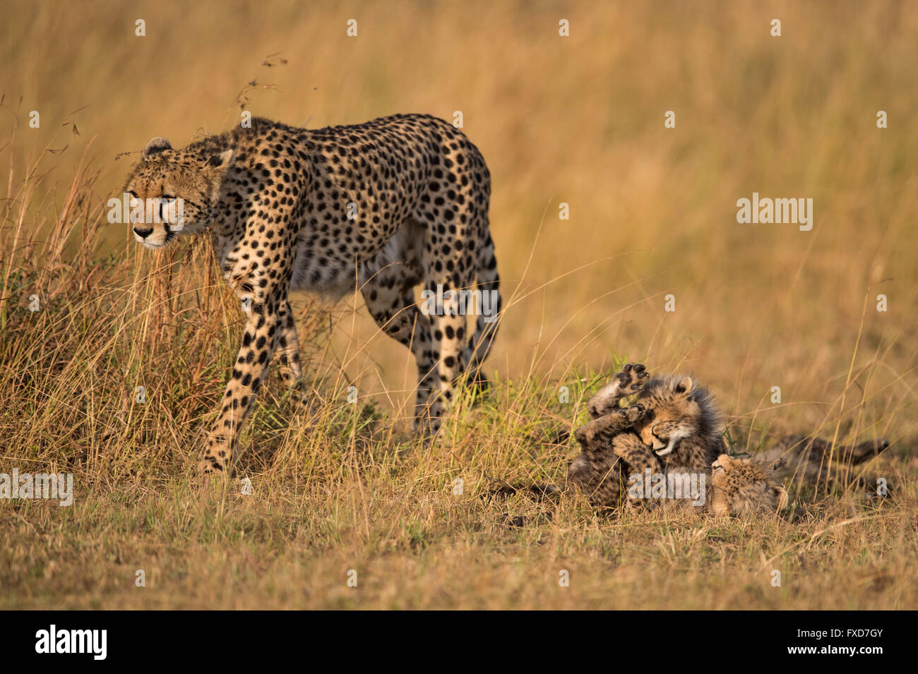 Walking cheetah cub hi-res stock photography and images - Alamy