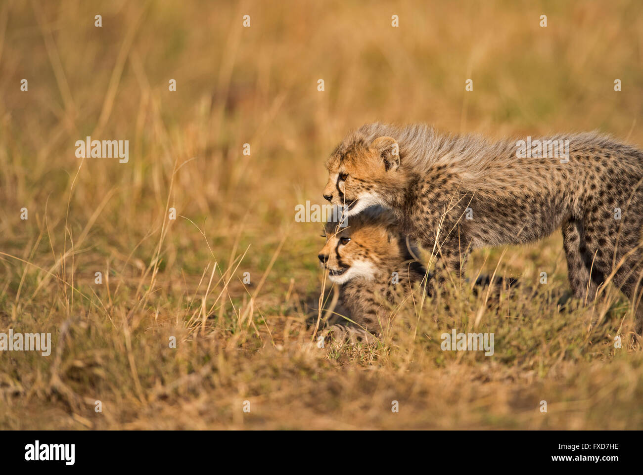 Cheetah Cub Playing High Resolution Stock Photography and Images - Alamy
