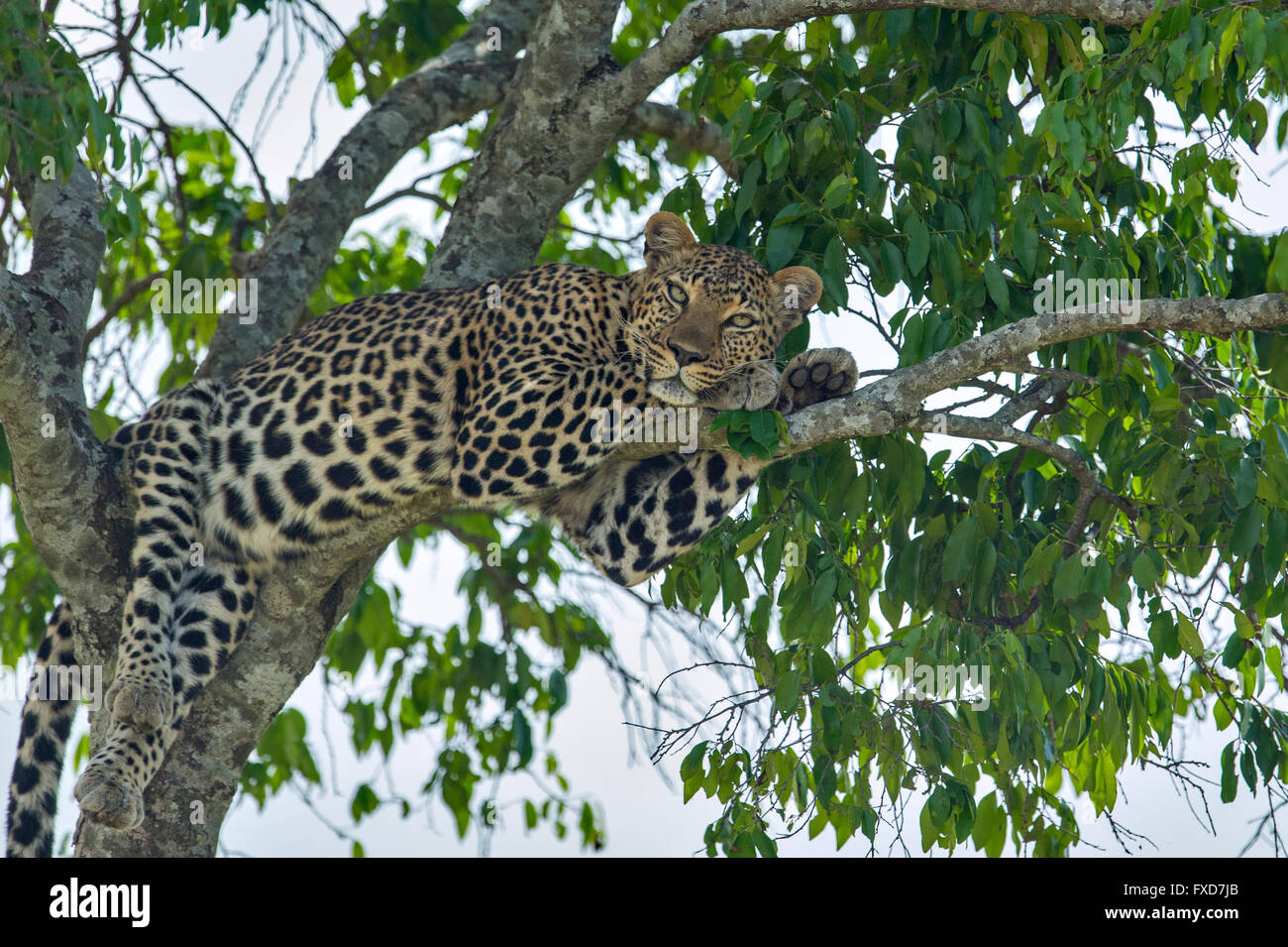 African Leopard (Panthera pardus pardus) looking out from top of a tree ...