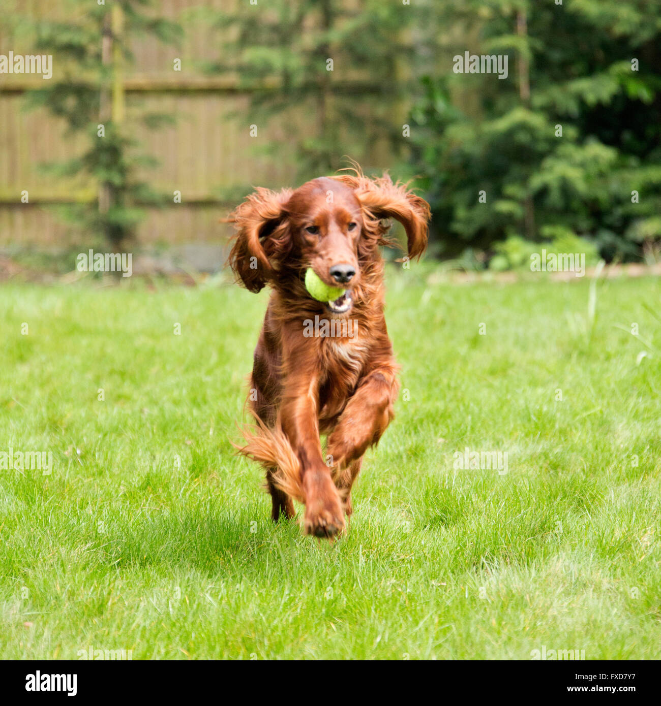 Red Setter / Irish Setter pet dog in Natural Setting Running and ...