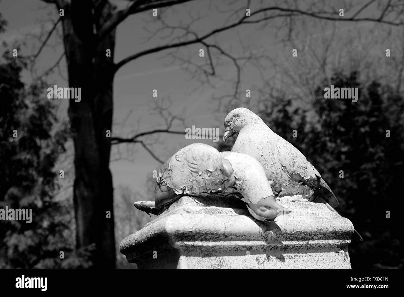 Close-up of an ornate gravestone with two pigeons in grief Stock Photo ...