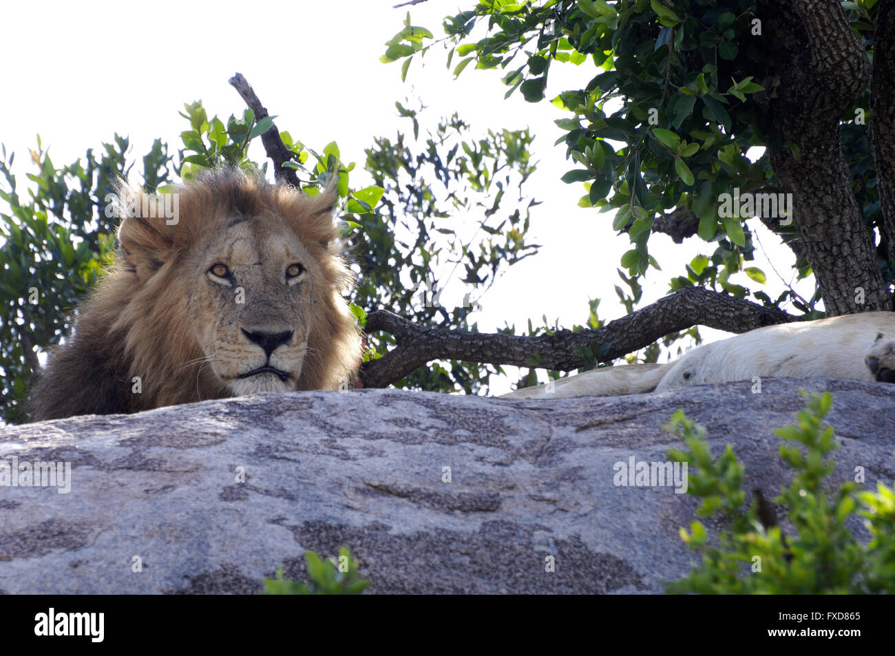 Kopje animal hi-res stock photography and images - Alamy