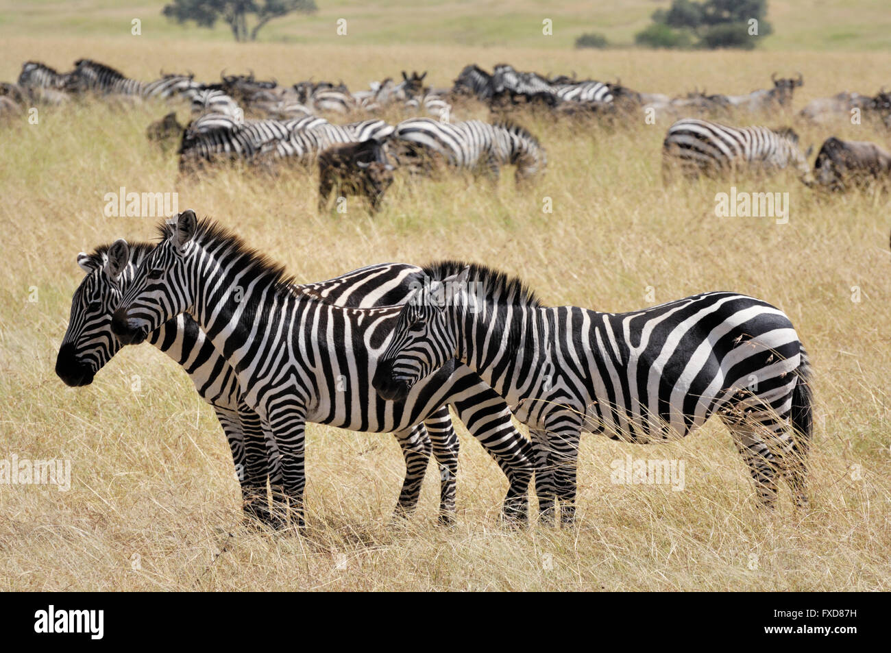 Africa zebra migration hi-res stock photography and images - Alamy