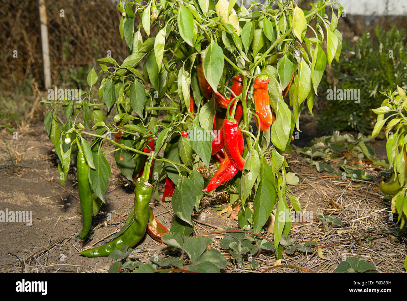 Chilli growing hi-res stock photography and images - Alamy