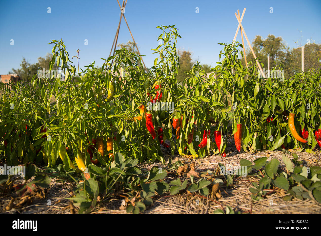 Ripe fruits of chilli growing in the garden Stock Photo - Alamy