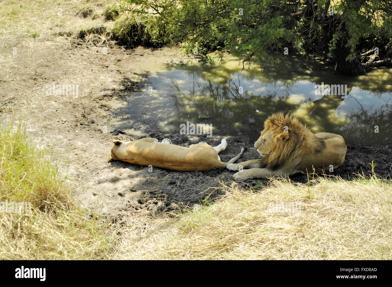 Lion Mating Couple High Resolution Stock Photography and Images - Alamy