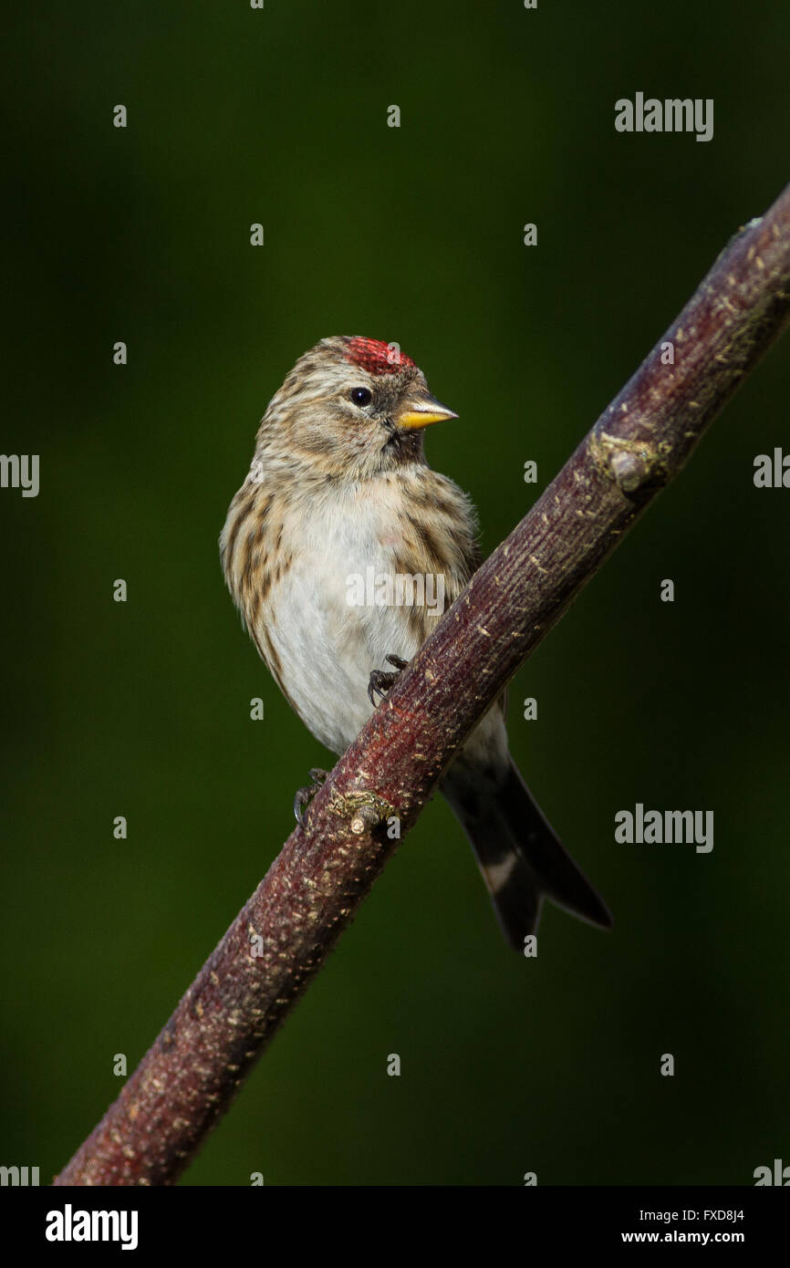 Male redpoll hi-res stock photography and images - Alamy