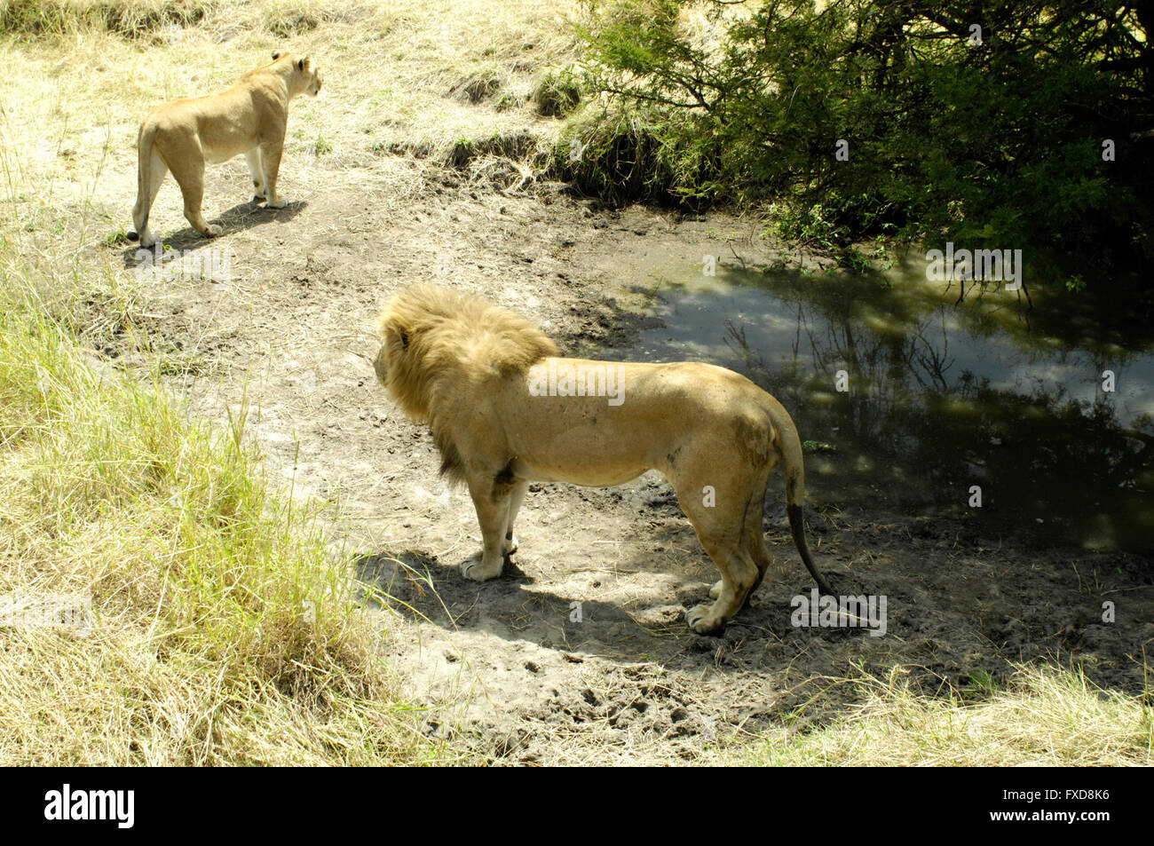 Lion Mating Couple High Resolution Stock Photography and Images - Alamy